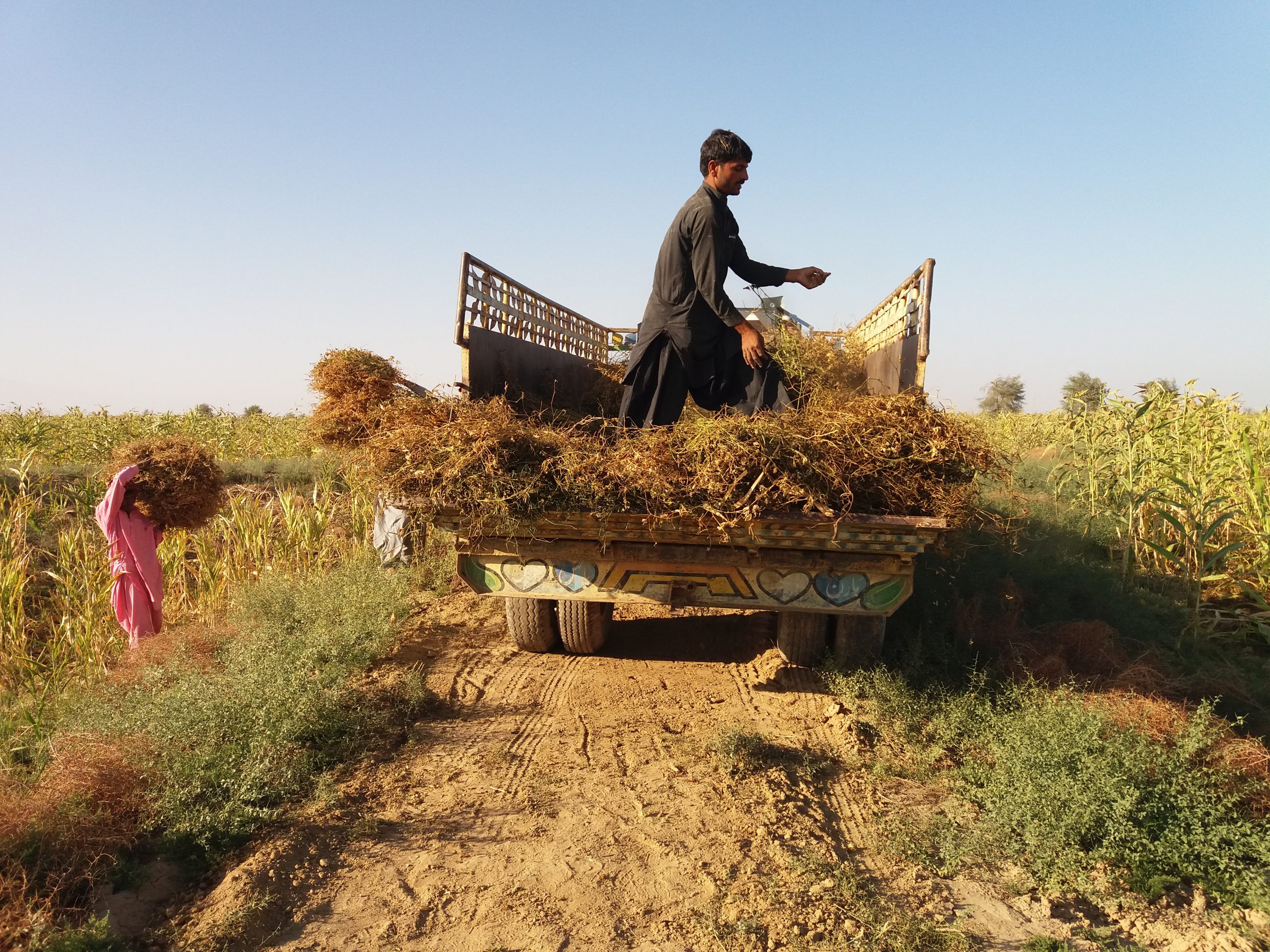 Urgent!! Salvaging the rabi crop in the spate irrigated areasof ...
